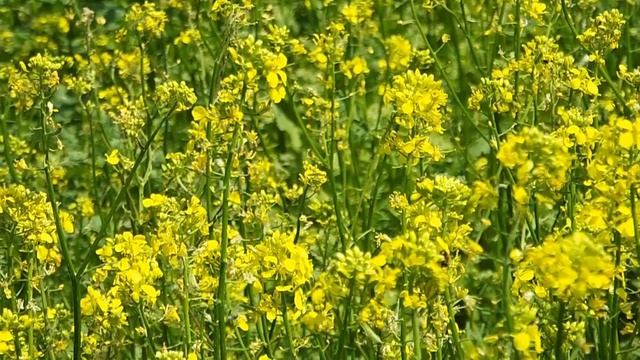 Благоприятное цветение горчицы и рост медоносов