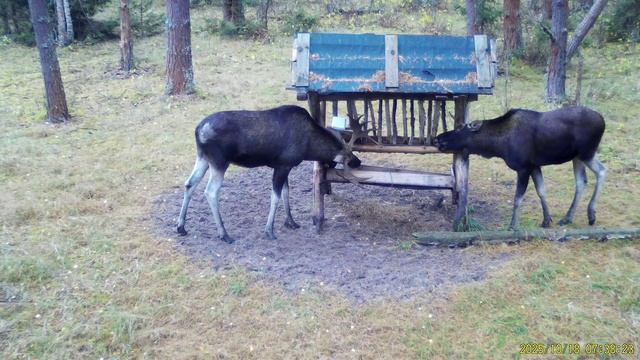 Лоси у кормушки