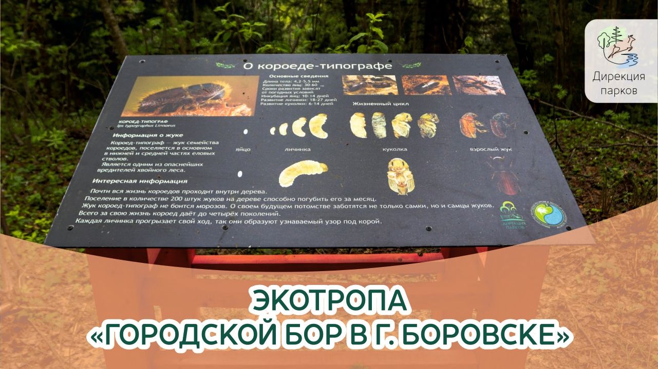 Экотропа на территории памятника природы «Городской бор в г. Боровске»