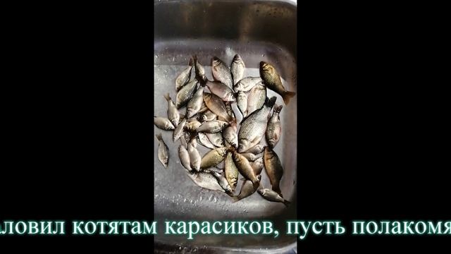 Кошачя радость рыбки
