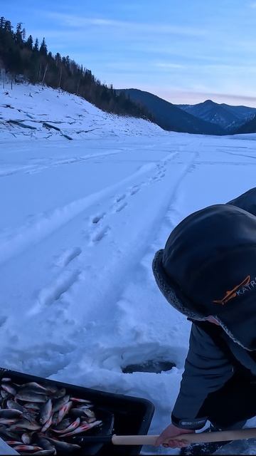 грузим окуня...