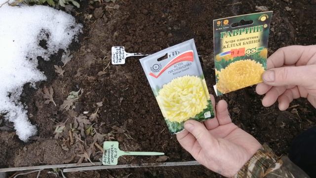 Январская стратификация семян астры  в теплице