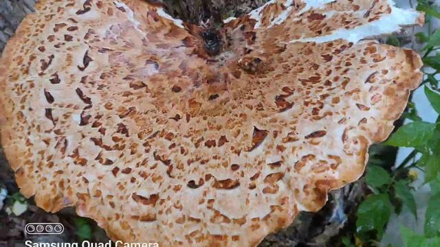 Трутовики сьедобные. Гриб Пестряк.