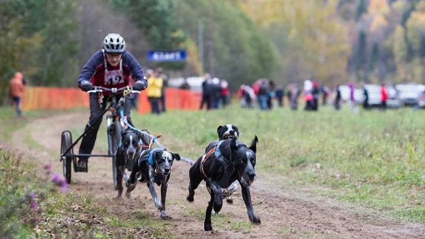 2011 год. Открытый Чемпионат Тверской области