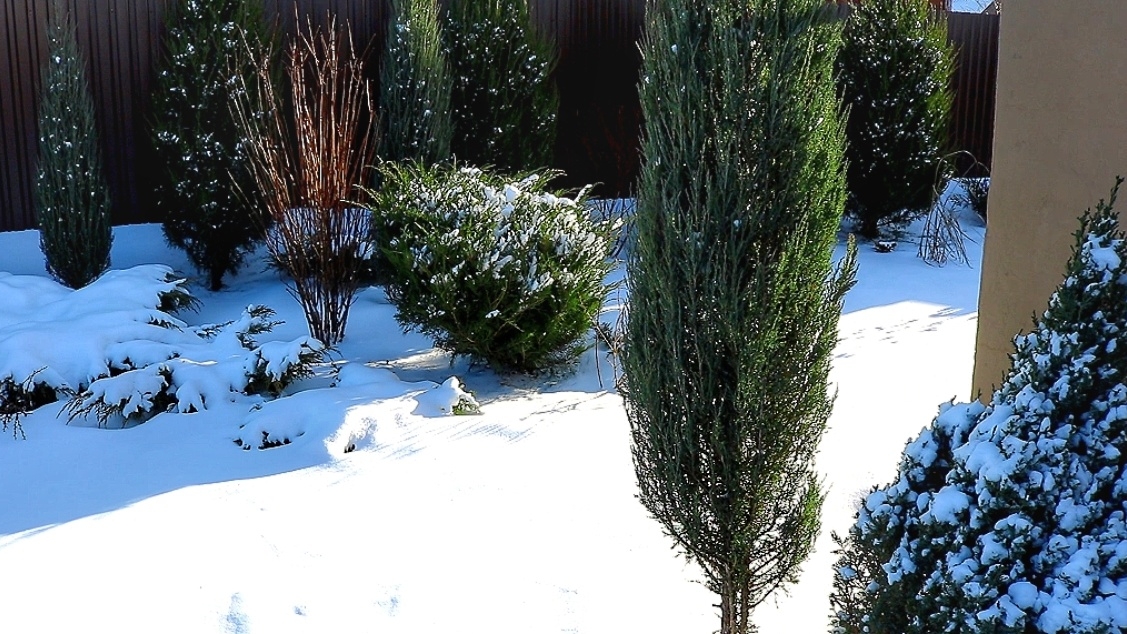 МОЖЖЕВЕЛЬНИКИ ПОТЕМНЕЛИ ПОСЛЕ МОРОЗА - 10°С. 29.12.2025г.