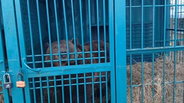 Репортаж Владимира Сапунова о  центре реабилитации диких животных "Легенда"