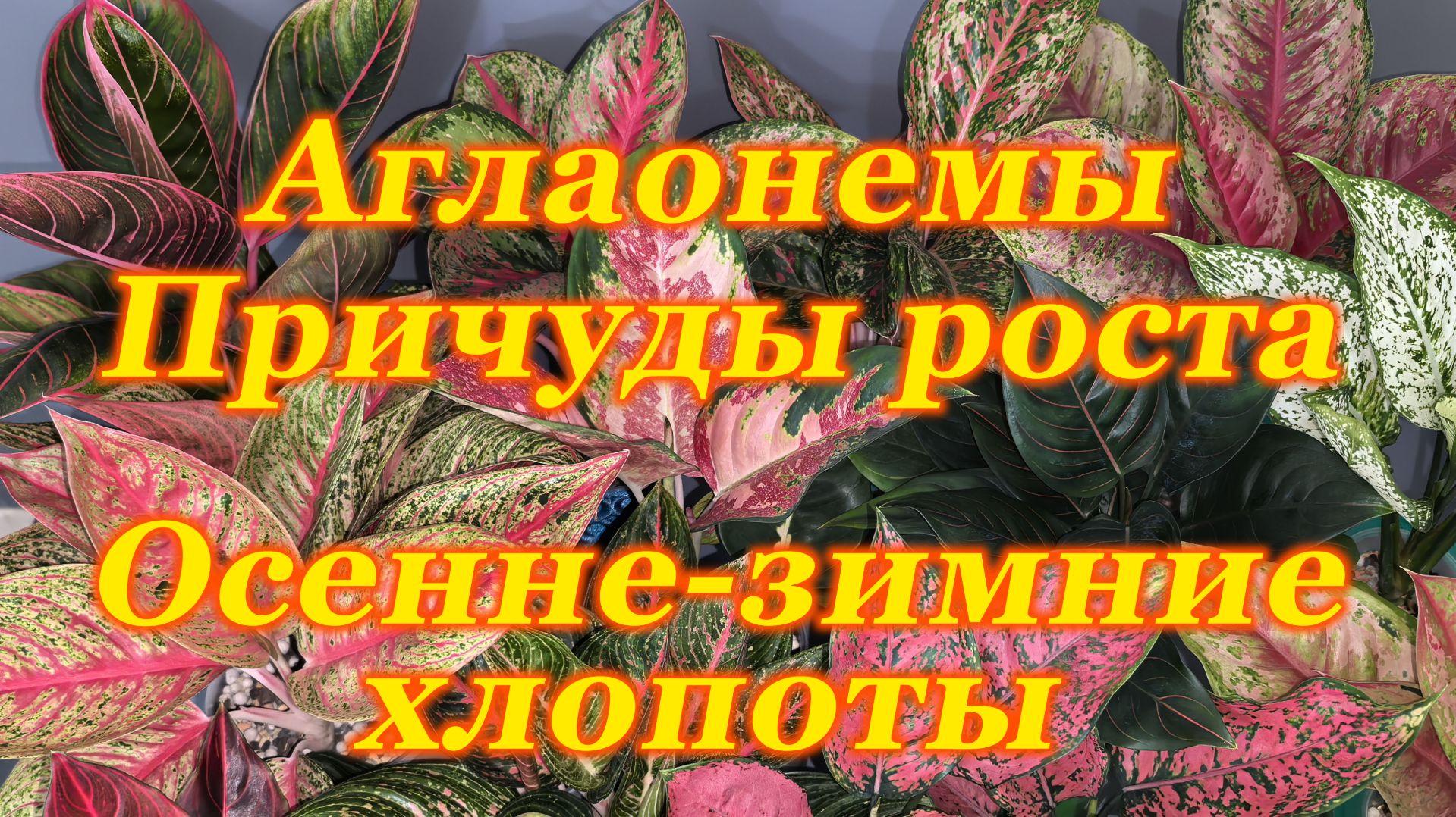 Причуды роста аглаонем. Осенне-зимние хлопоты с аглаонемами.
