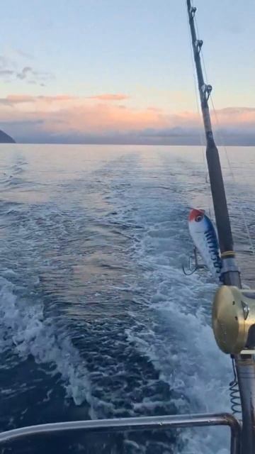 Тунец не отпускает!