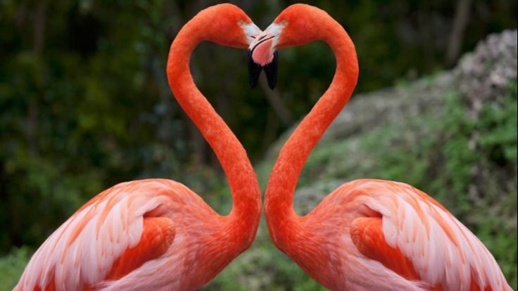 "Pозовый фламинго". Авторская  ручная  работа: Л. Ломаева. Музыка Suno / фьюжен, китайская музыка/