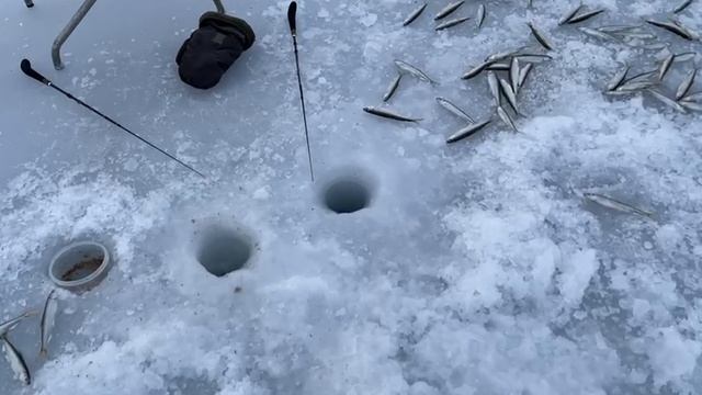 Блесна Богдановская от Mr.Musurok в деле 🎣