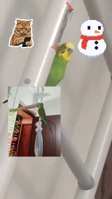 Танцует Феда!🦜💃