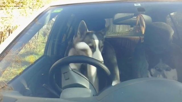 Оживила фото. Кручу-верчу прокатить хочу!