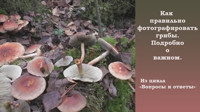 Как правильно фотографировать грибы?  Подробно о важном.