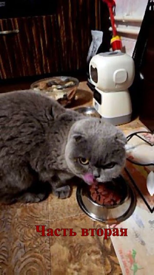 Счастье с кошачьими глазами-часть вторая