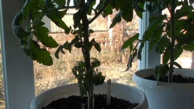 Томаты карлики не пасынкующиеся  на подоконнике зимой. Условия выращивания. опыление. Гусар Любовь