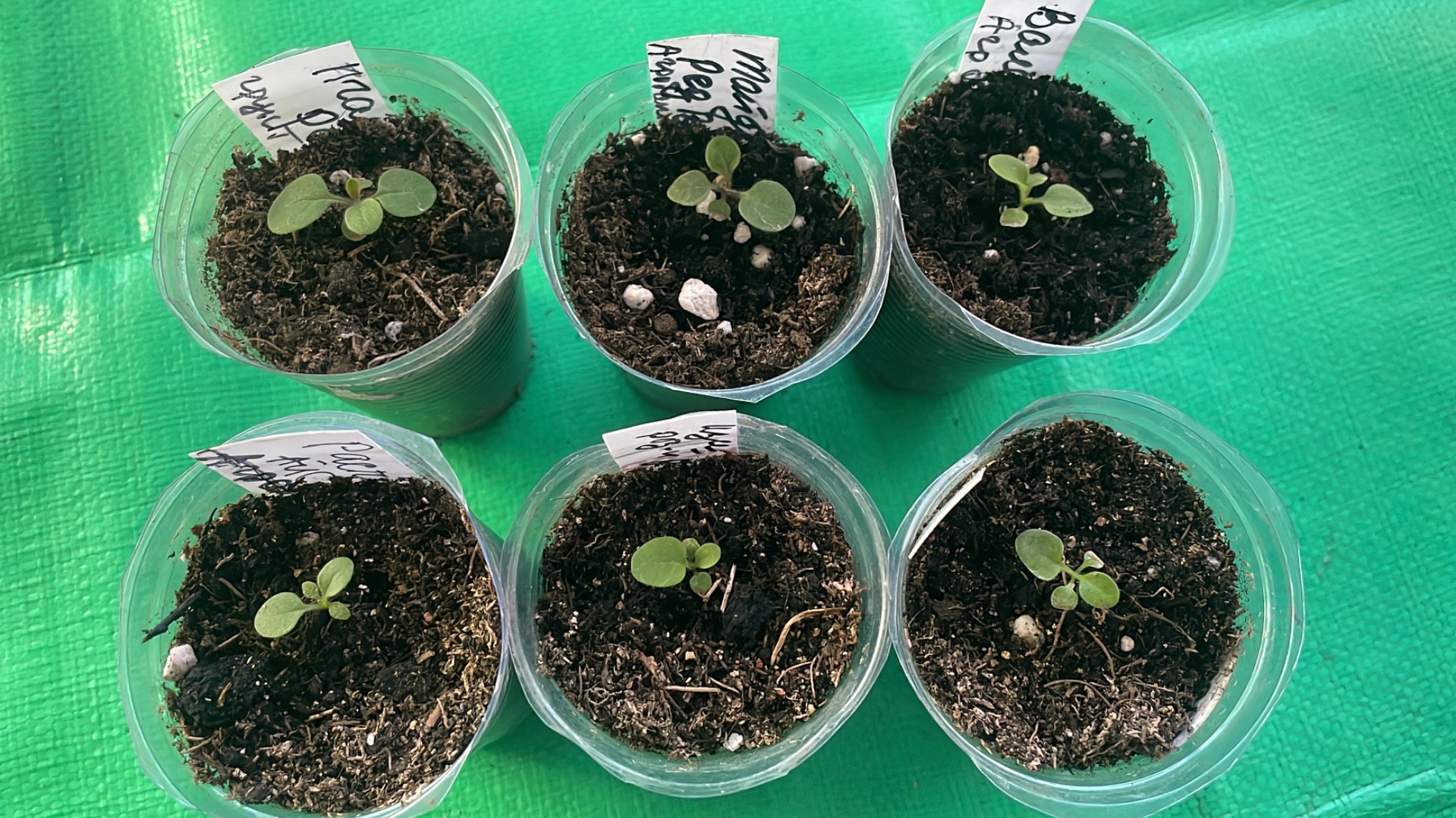 Всходам петунии из профсемян 18 дней. Всходам петунии из самосборных семян 2 дня. Всходы Бегонии.