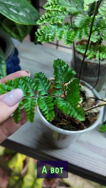 Папоротник Даваллия Хумата на фитиле  #комнатныерастения #папоротники #папоротник #растения  #plants