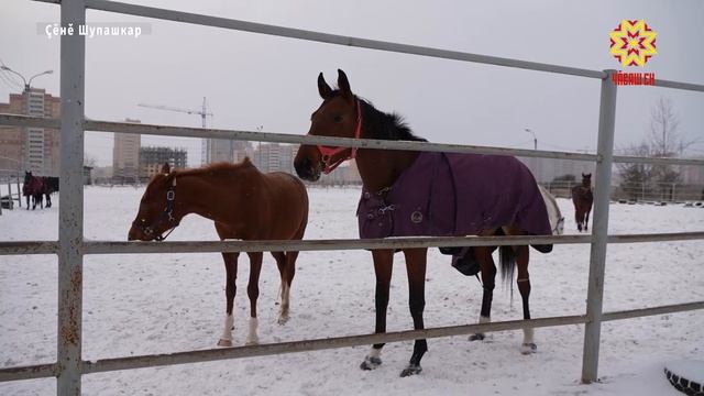 Çывхарса килекен 2026-мĕш çулăн паллипе паллашма Çĕнĕ Шупашкарти лашасен спорт шкулне