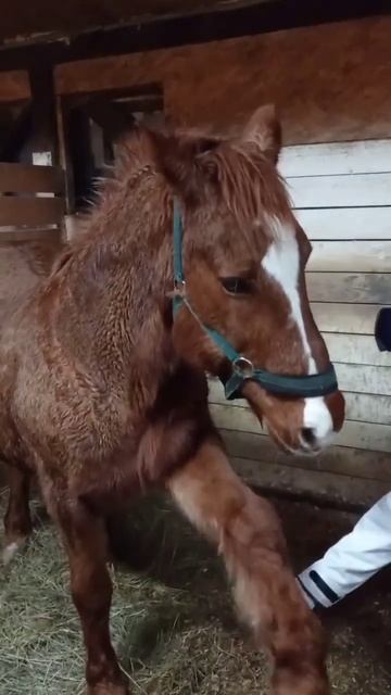 А ваш Конь подаёт "лапу" 🐴?