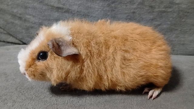 американский тедди бафф с белым, возраст 1 месяц. питомник ZLATO VLASKA