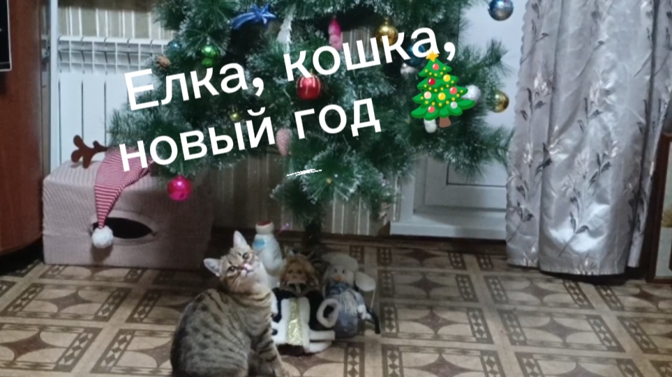 Кошка, елка, новый год 🎄