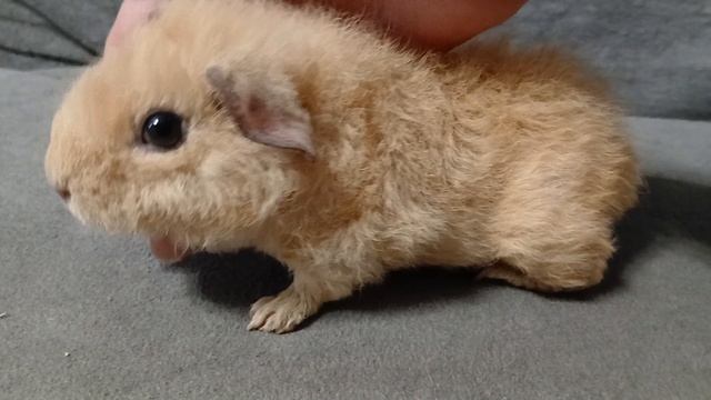 американский тедди кремовый, питомник ZLATO VLASKA