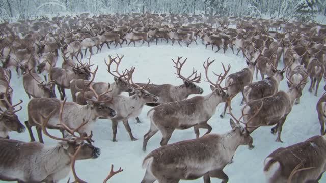 Stereo Tania -  Верю в чудо
