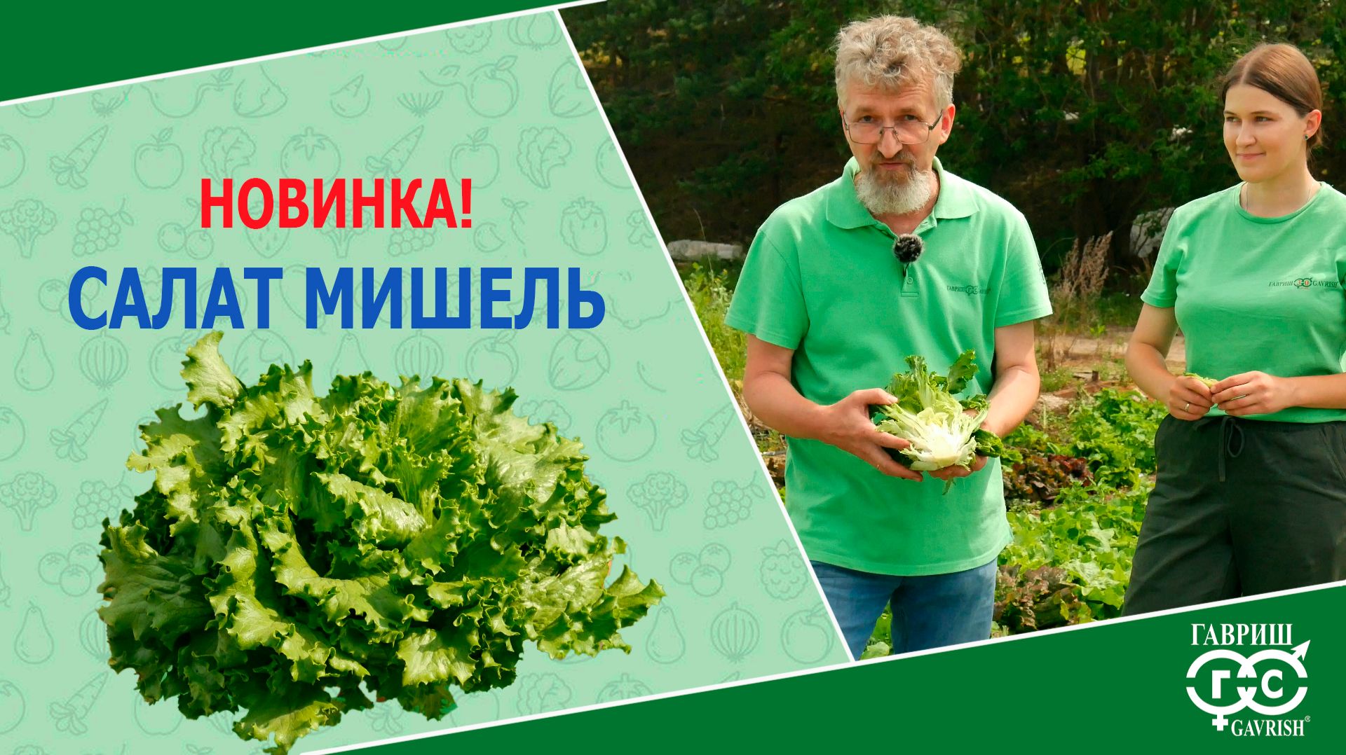 САЛАТ МИШЕЛЬ – САМЫЙ ВКУСНЫЙ ИЗ СОРТОТИПА БАТАВИЯ!