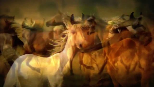 С новым годом! Годом лошади!