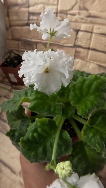 Фиалка НК-Хлопок 1 12 25г