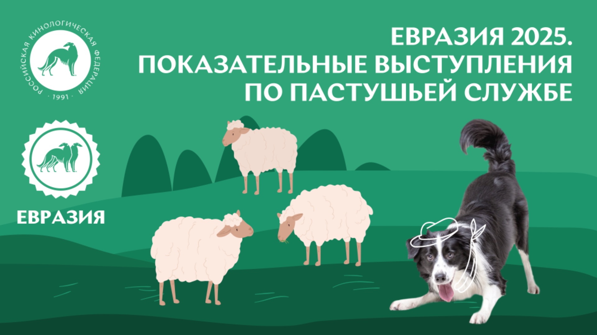 Евразия 2025. Показательные выступления по пастушьей службе