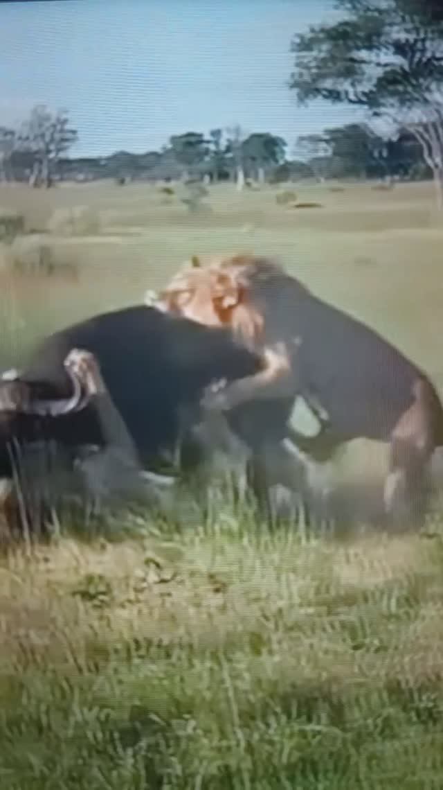 БУЙВОЛ сражается со Львами😯#Shorts