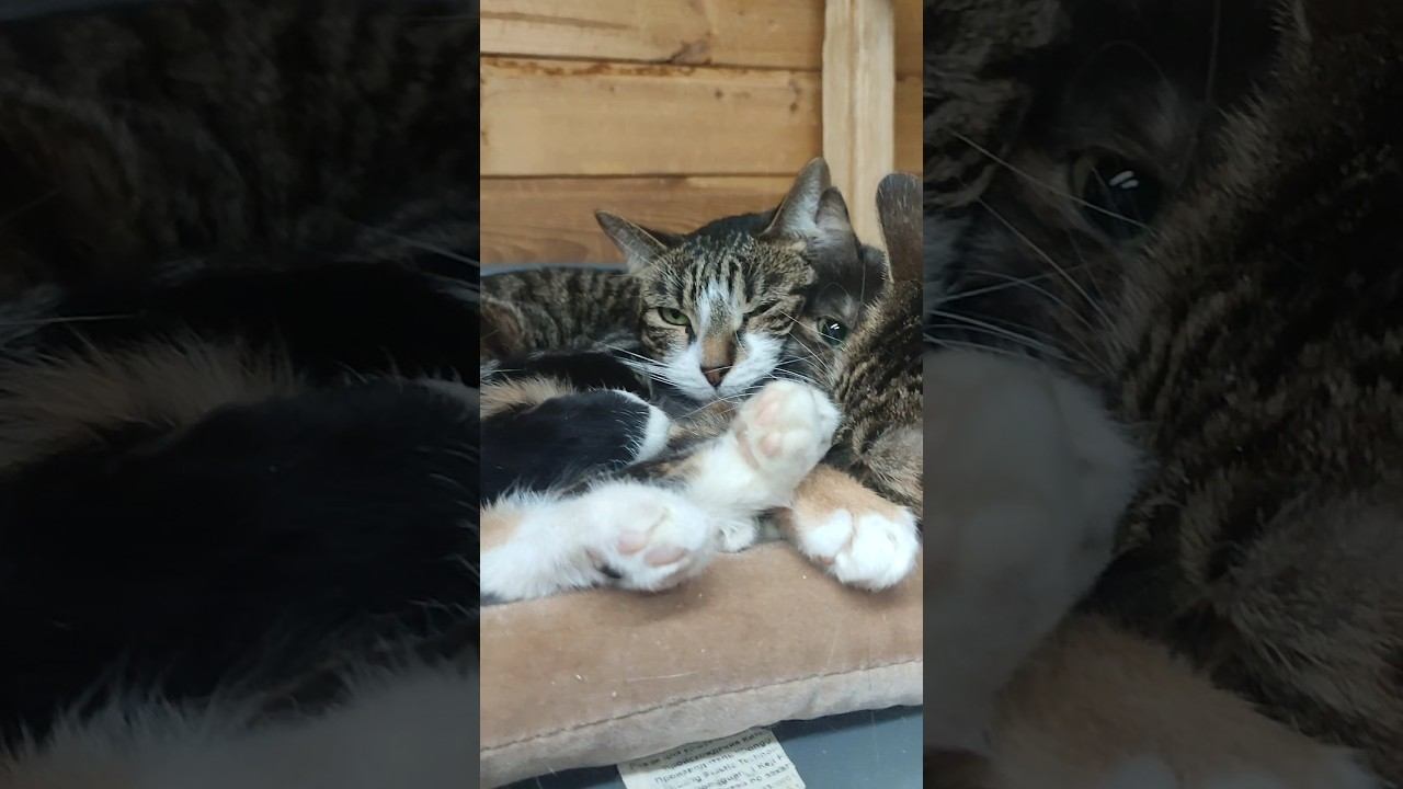 кошатник в стиле Латина⬛танцы зумба❄️откройте фрамугупустите кошочкукошатникивсем любви❤️