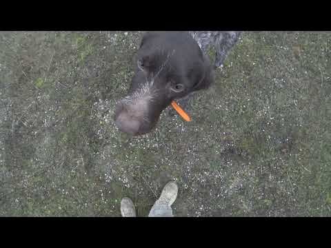 Охота с дратхааром. Вальдшнеп 2021.