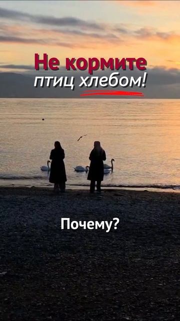 Не кормите птиц хлебом! #птицы #пшб #иринабаранова