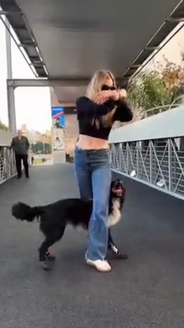 Собака на показе мод