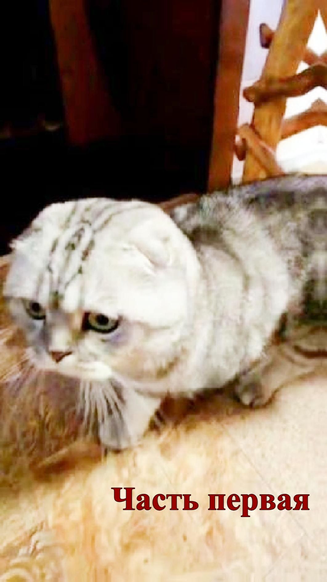 Счастье с кошачьими глазами-часть первая
