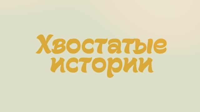 Хвостатые истории SOS Барбос