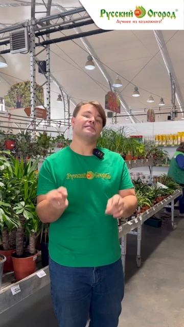 Какие подкормки нужны клубнике в горшках?