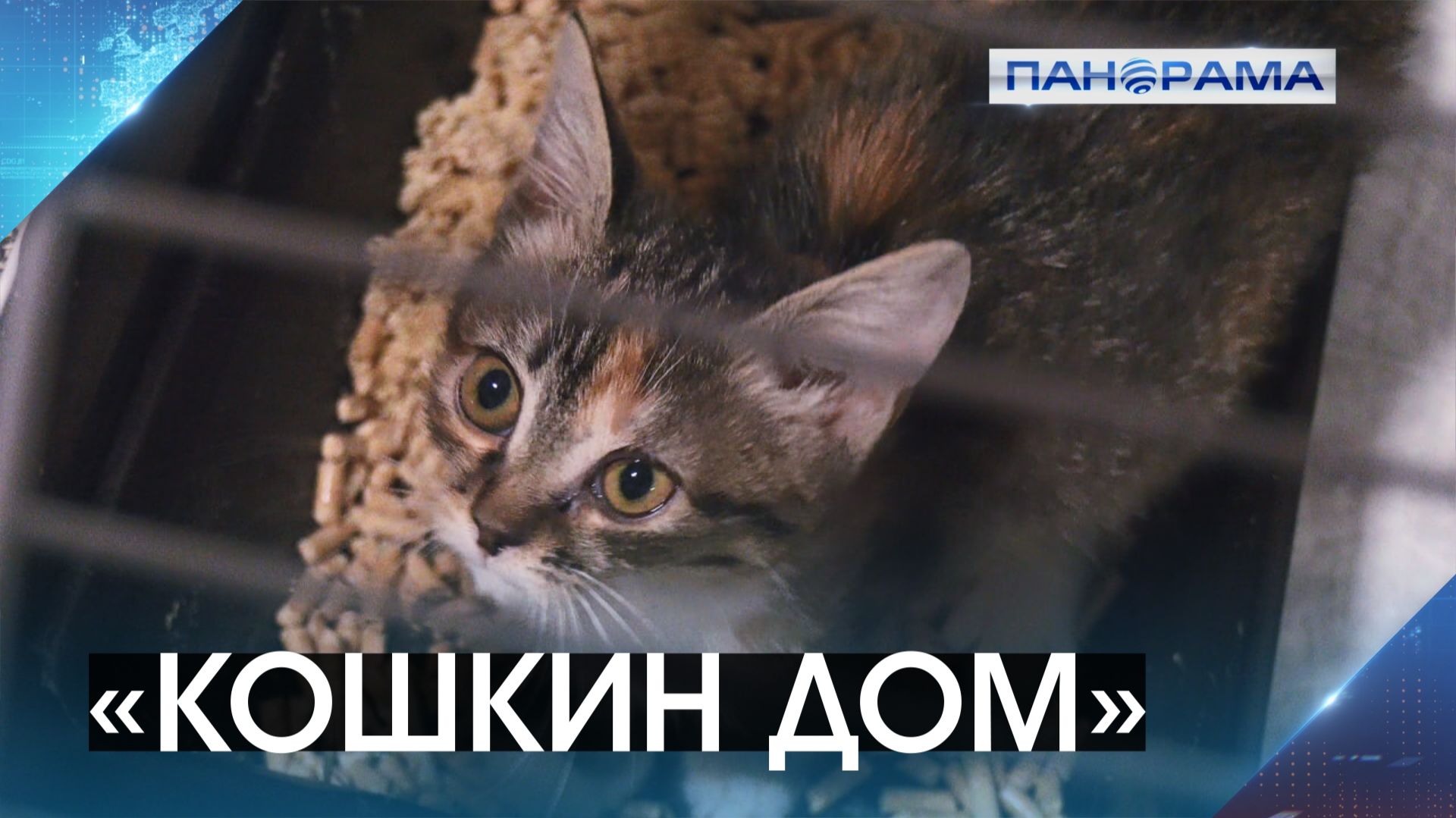 Приют для пушистых беженцев: где любовь лечит брошенные сердца! 30.12.2025.Панорама