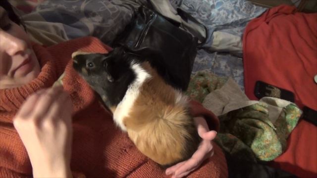 2022 осень16.10 СвинкаБелочка яблоки, башенка, прятки