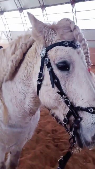 Богатырь купи коня! Купи, не пожалеешь 😉