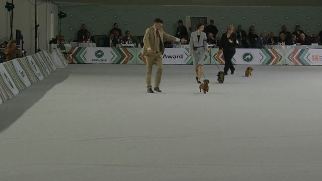 ЕВРАЗИЯ 2025. Best in Show (16.11)