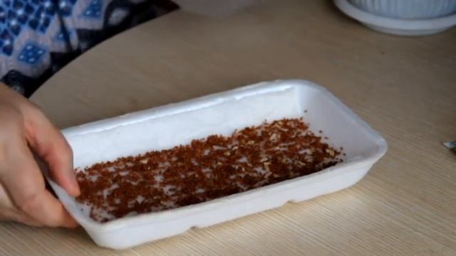 Выращивание микрозелени на бумажных салфетках дома без грязи. Леонтьева Ольга