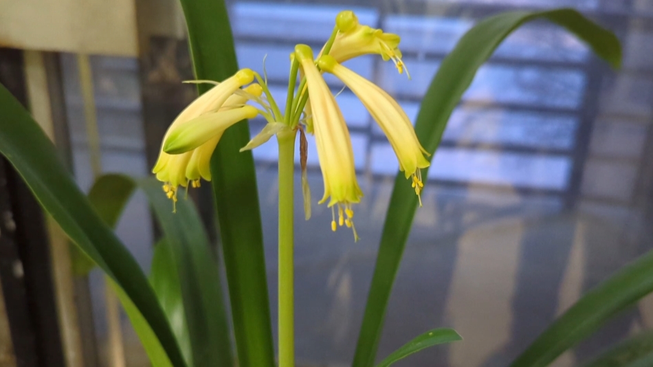 30-12-2025.Цветы на работе.Драцена ..отрезаю макушку.Кливия цветет.