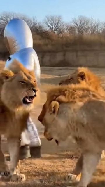 #shorts стая львов