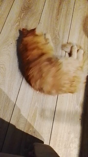 Милый Пушок ❤️