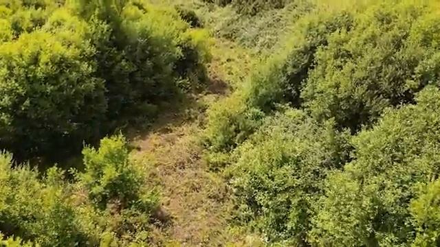 Transforming my overgrown garden after 20 years of neglect - Call me Kevin