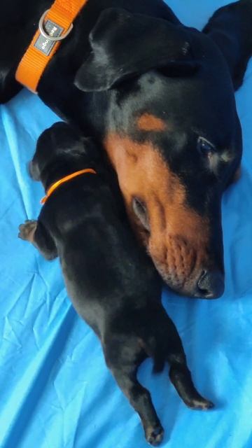 Где купить щенка добермана? - И найти не просто собаку, а верного друга на всю жизнь.