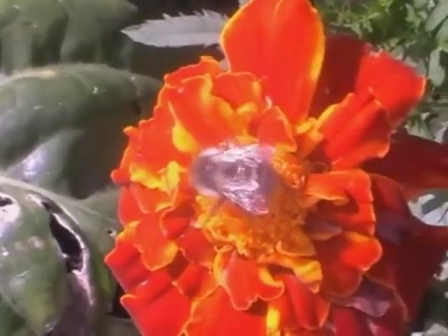 Наш огород в сентябре //земляника//уборка морковки, огурцы, перцы...